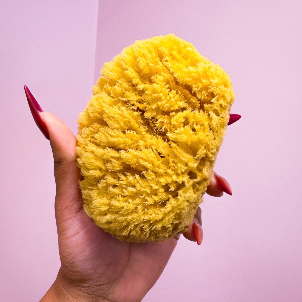 NEW CANVAS DEAD SEA SPONGES – CANVAS BEAUTY BRAND
